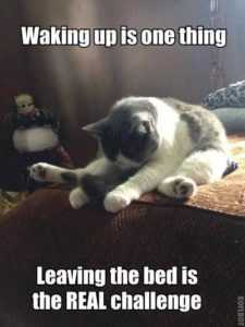 32 Sleeping Memes For People Who Just Want Sleep | The Funny Beaver