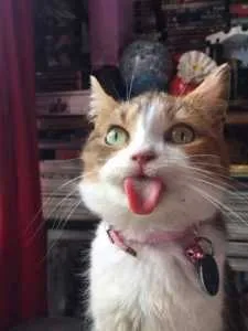 41 Funny Cats And Other Animals Who Just Have To Show You Their Bleps