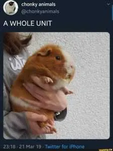36 Absolute Units And Funny Chonky Animals