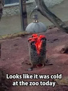 30 Funny Animal Memes That's So Funny You'll ROFL