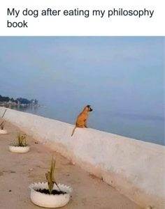 30 Hilariously Goofy Animals To Brighten Up Your Day