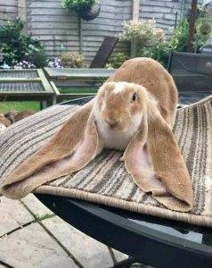 30 Adorable Pics Of Animals With The Cutest Ears