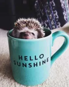 25 Funny And Adorable Hedgehog Pictures That Will Make You Want One
