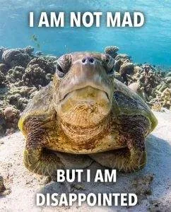 30 Hilarious Turtle Memes You Never Knew You Needed