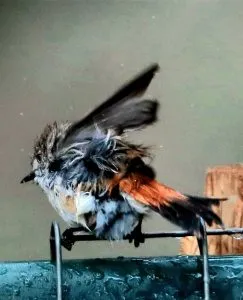 30 Hilarious Failed Bird Photography Attempts