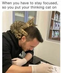 30 Insanely Funny Cat Memes For True Cat Enthusiasts