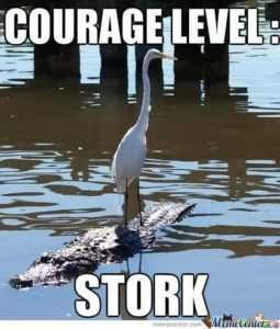 36 Funny Bird Memes