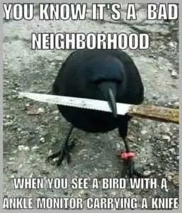 36 Funny Bird Memes