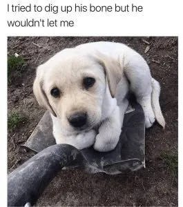 30 Excellent Dog Memes To Make Your Day Better