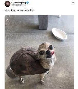 30 Hilarious Turtle Memes You Never Knew You Needed