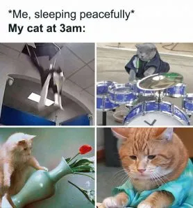 30 Awesome Cat Memes To Look At