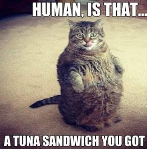 30 Frisky Cat Memes You Must See
