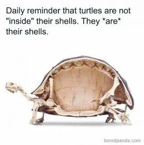 30 Hilarious Turtle Memes You Never Knew You Needed