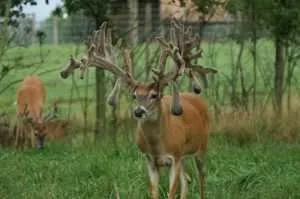 Crazy Big Farm Raised Bucks - These Bucks Are Ridiculous.