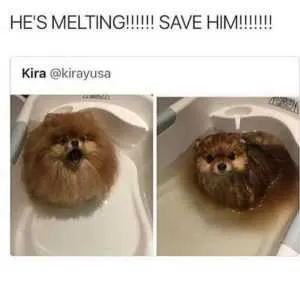 41 Funny Animal Pictures To Make You Laugh | The Funny Beaver