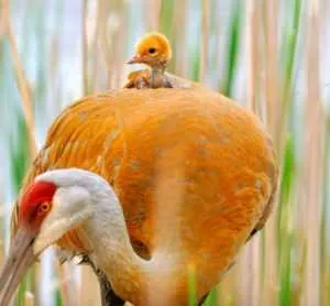 20 Heartwarming Photos Of Animal Parents And Their Babies