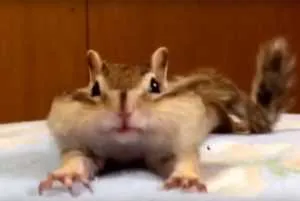 Cutest Chipmunk Ever Plays Around In Comfy Bed Sheets