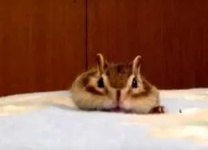 Cutest Chipmunk Ever Plays Around In Comfy Bed Sheets