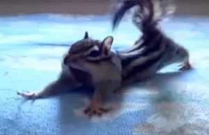 Cutest Chipmunk Ever Plays Around In Comfy Bed Sheets