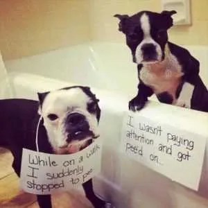 23 Funny Animals That Are Hysterical