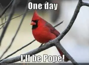 36 Funny Bird Memes
