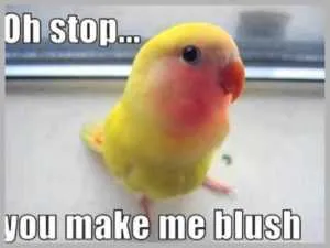 36 Funny Bird Memes