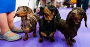 38 Funniest Memes About Dog Shows