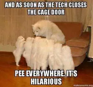 38 Funniest Memes About Dog Shows
