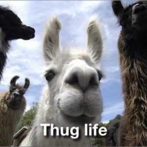19 Hilarious Llama Pics And Memes