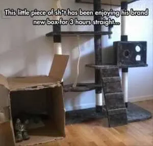 20 Funny Pictures Of Box-Loving Cats