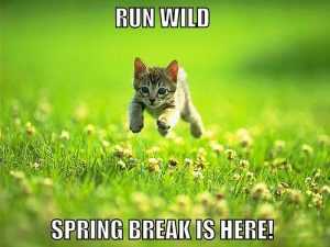 32 Funny Spring Break Memes | The Funny Beaver