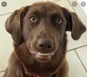 20 Smiling Dog Photos That Show Their Real Personality