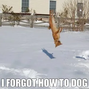 20 Winter Fun Memes To Laugh At