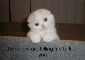 30 Frisky Cat Memes You Must See