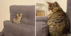 30 Majestic Images Of Cats Before And After