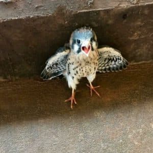 30 Hilariously Goofy Animals To Brighten Up Your Day