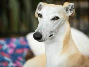 30 Funny And Skeptical Animals To Brighten Your Day