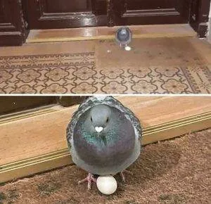 30 Adorable Pictures Of Nests In The Most Random Places