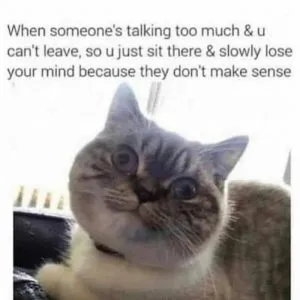 30 Insanely Funny Cat Memes For True Cat Enthusiasts