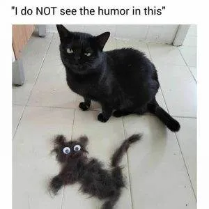 30 Hilarious Cat Memes To Brighten Your Day