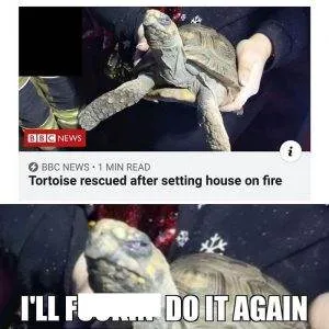 30 Hilarious Turtle Memes You Never Knew You Needed