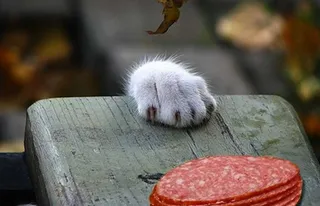 15 Funny Animals Who Just Want To Eat Your Food