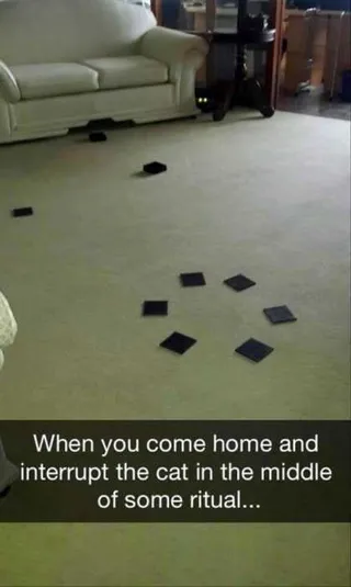 43 Adorable And Funny Animal Pictures To Make Your Week