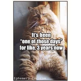 43 Adorable And Funny Animal Pictures To Make Your Week