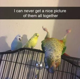 29 Funny Animal Pictures And Snapchats That Are Just Delightful
