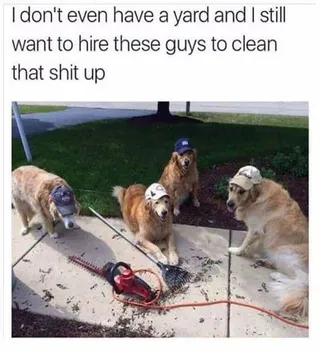 28 Cute And Funny Animal Memes You Need