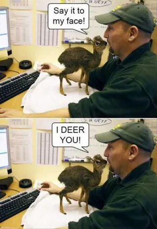 28 Cute And Funny Animal Memes You Need