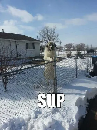 28 Cute And Funny Animal Memes You Need