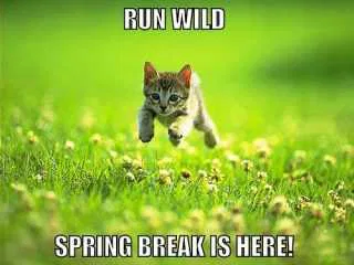 32 Funny Spring Break Memes | The Funny Beaver