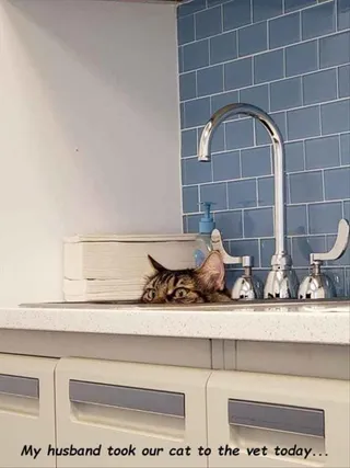 Top 34 Funny Sunday Animal Memes